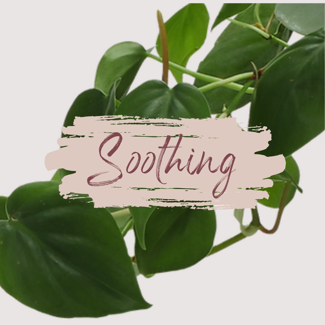 Heartleaf – PlayLab Beauty